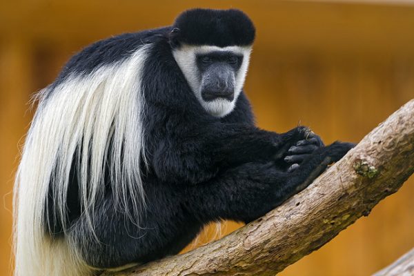 6 Of The Weirdest African Primates | AFKTravel