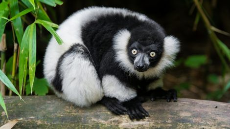 6 Of The Weirdest African Primates | AFKTravel